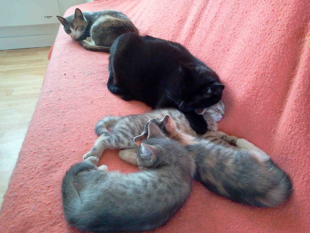 Comportementaliste chat à Le Mans et en Sarthe, specialiste des chat ...